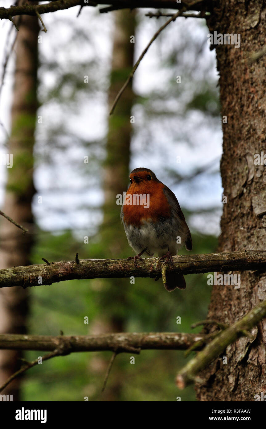 Flying birds snowdonia hi-res stock photography and images - Alamy