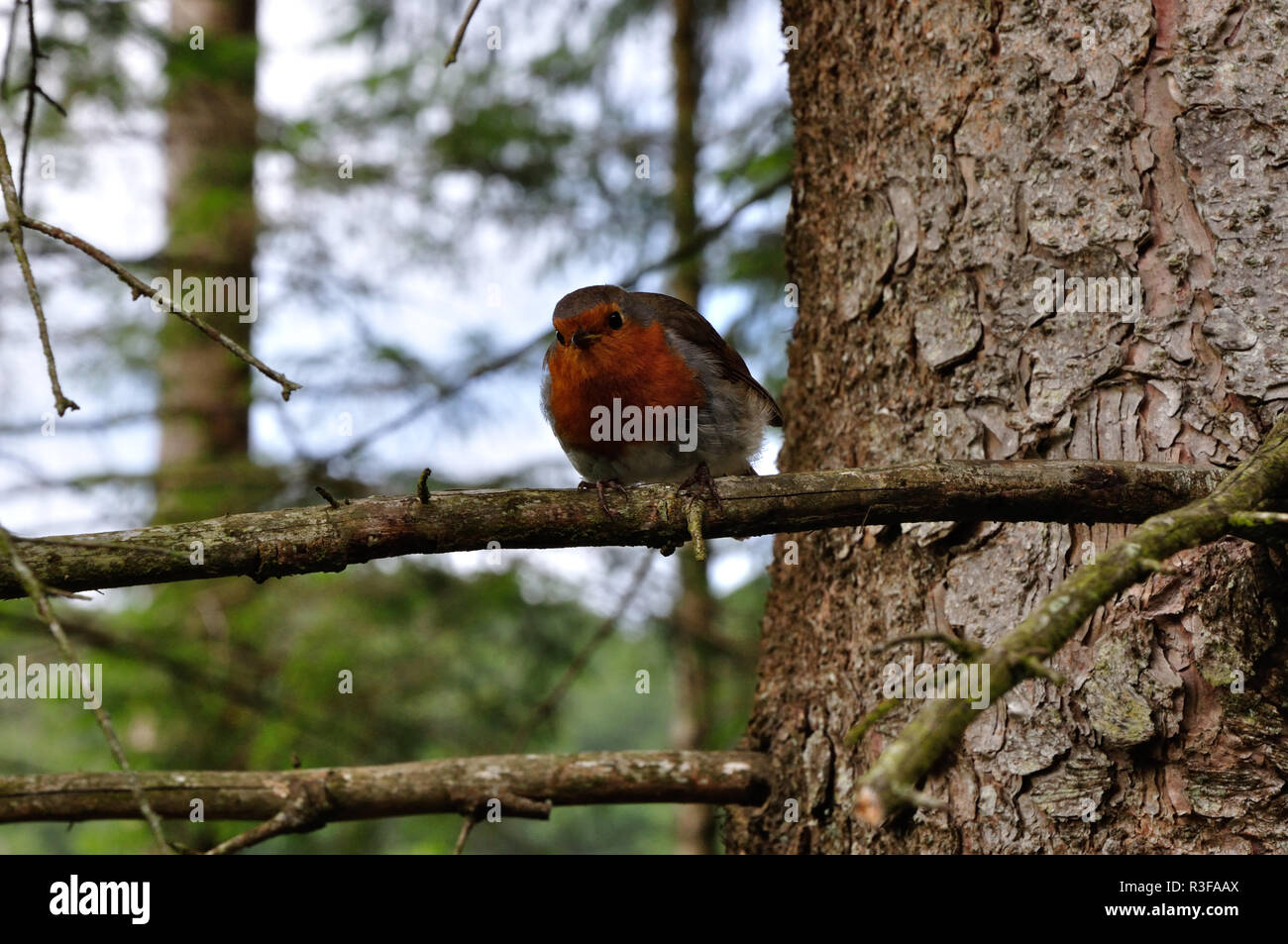Flying birds snowdonia hi-res stock photography and images - Alamy
