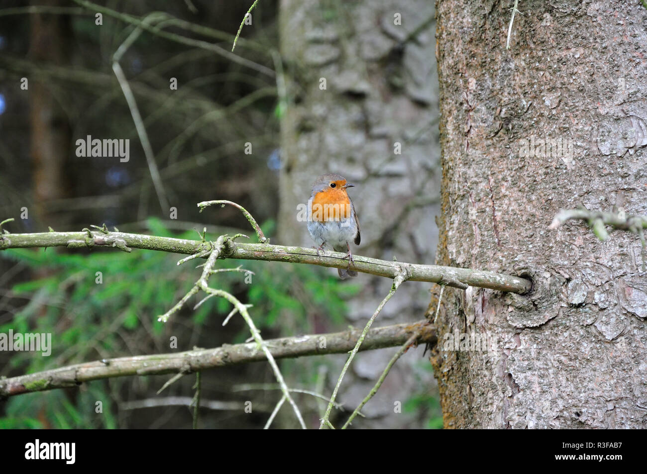 Flying birds snowdonia hi-res stock photography and images - Alamy