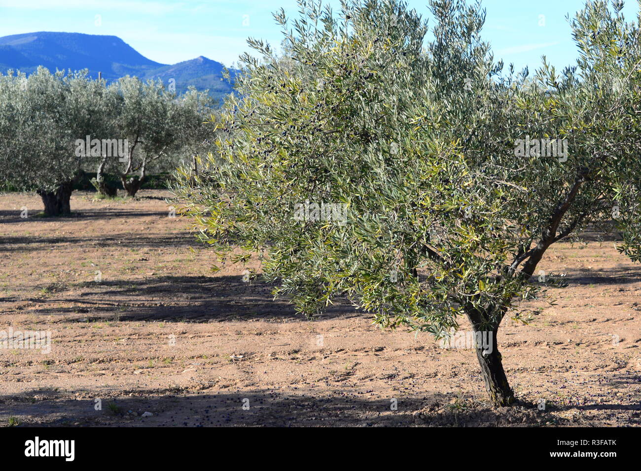 olive tree in spain Stock Photo - Alamy