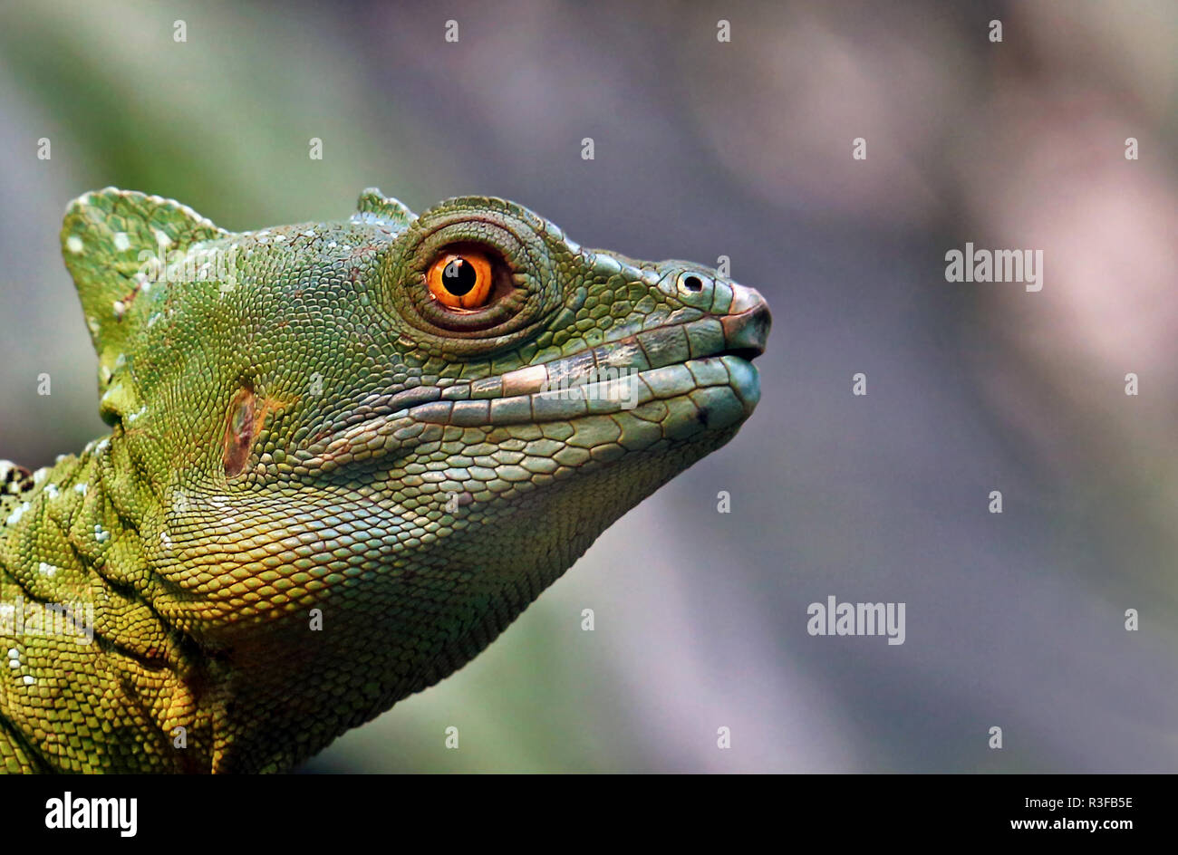 head study of the forehead basilisk basiliscus plumifrons Stock Photo ...