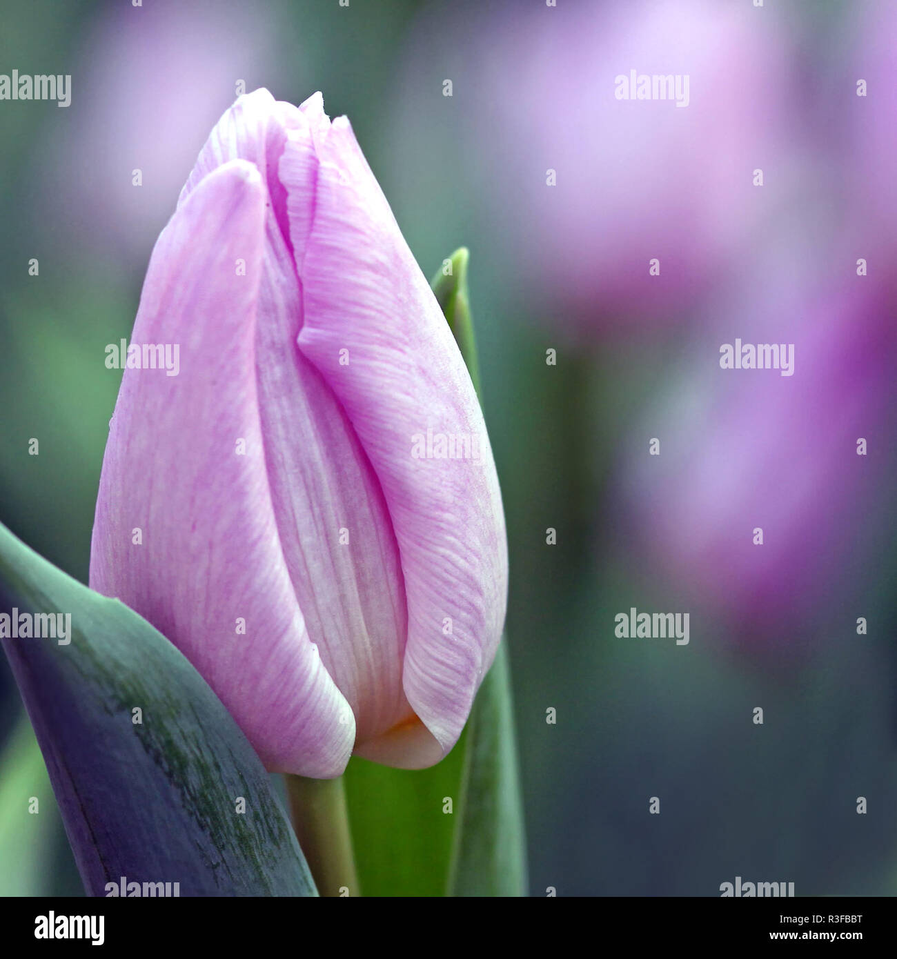 Tulip close up view hi-res stock photography and images - Alamy