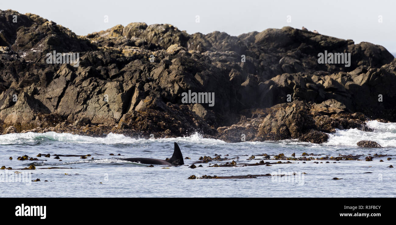 Single Orca hunting amongst rocks with the rest of the pod, Tofino area ...