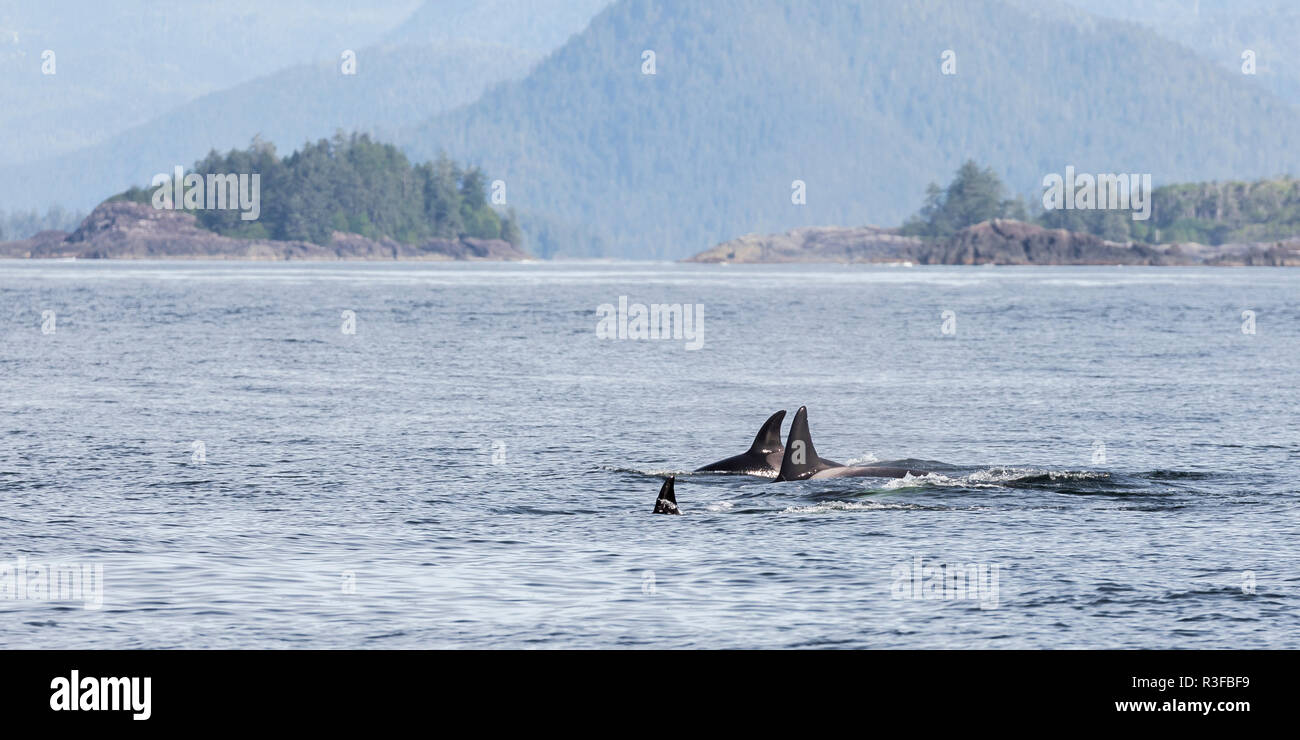 Orca Pod Stock Photos & Orca Pod Stock Images - Alamy
