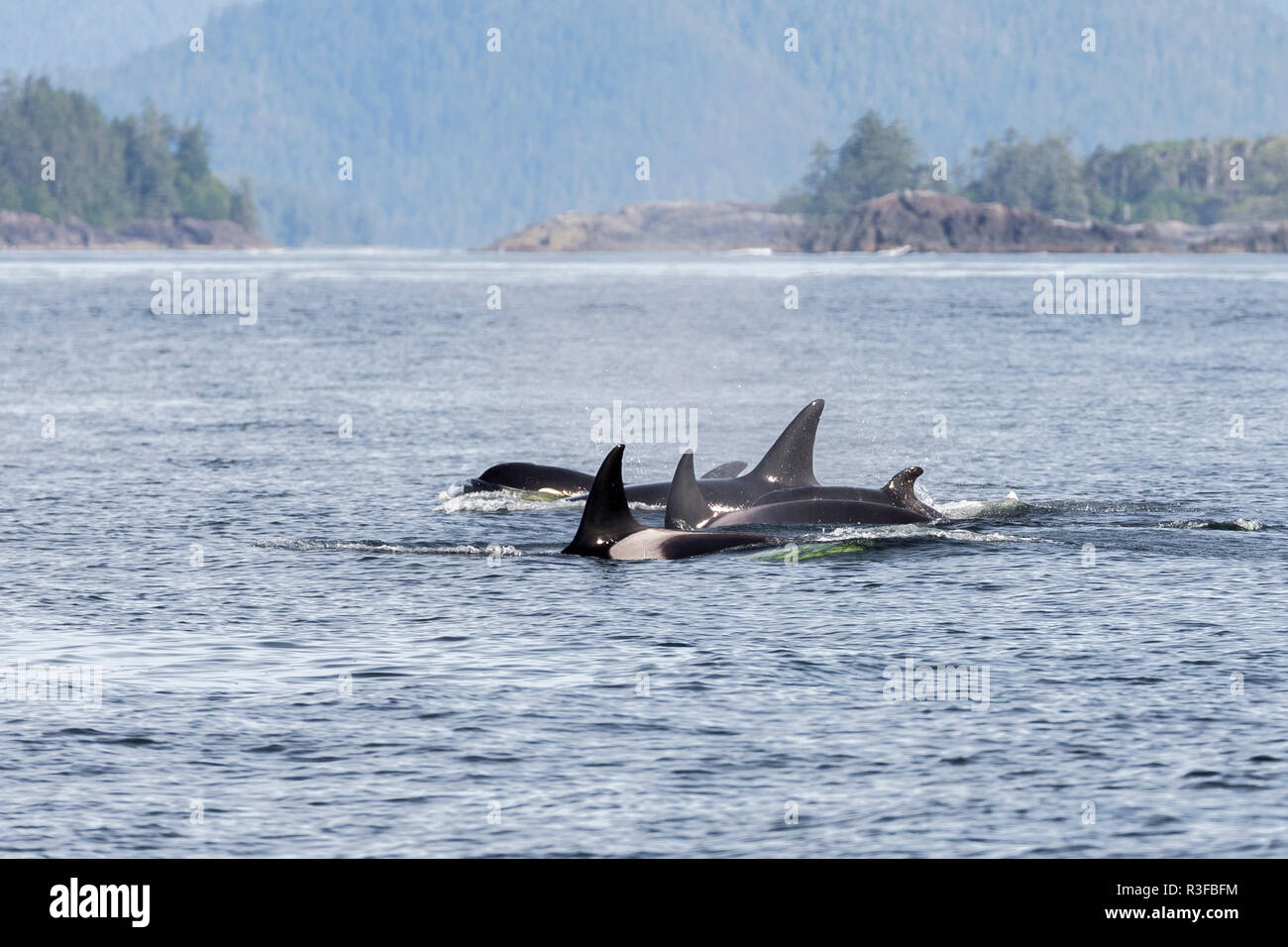 Pacific rim national park whale hi-res stock photography and images - Alamy