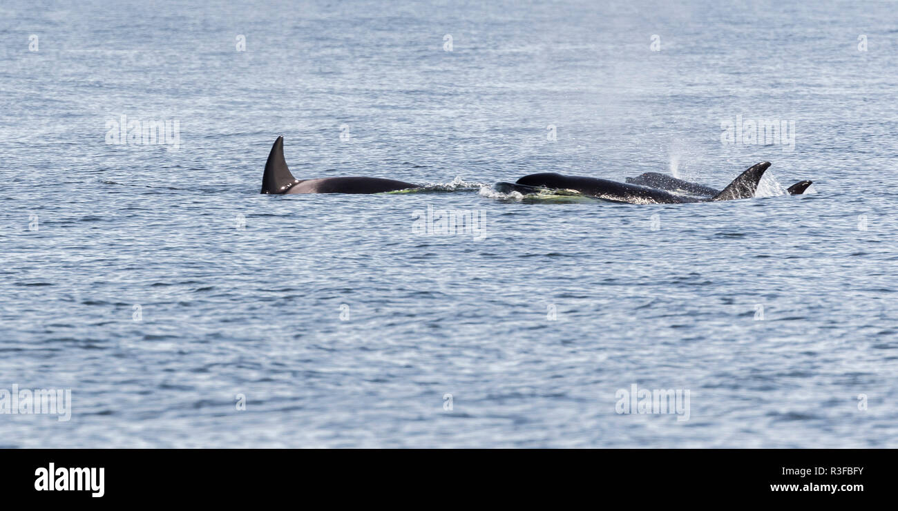 Orca hunt hi-res stock photography and images - Alamy