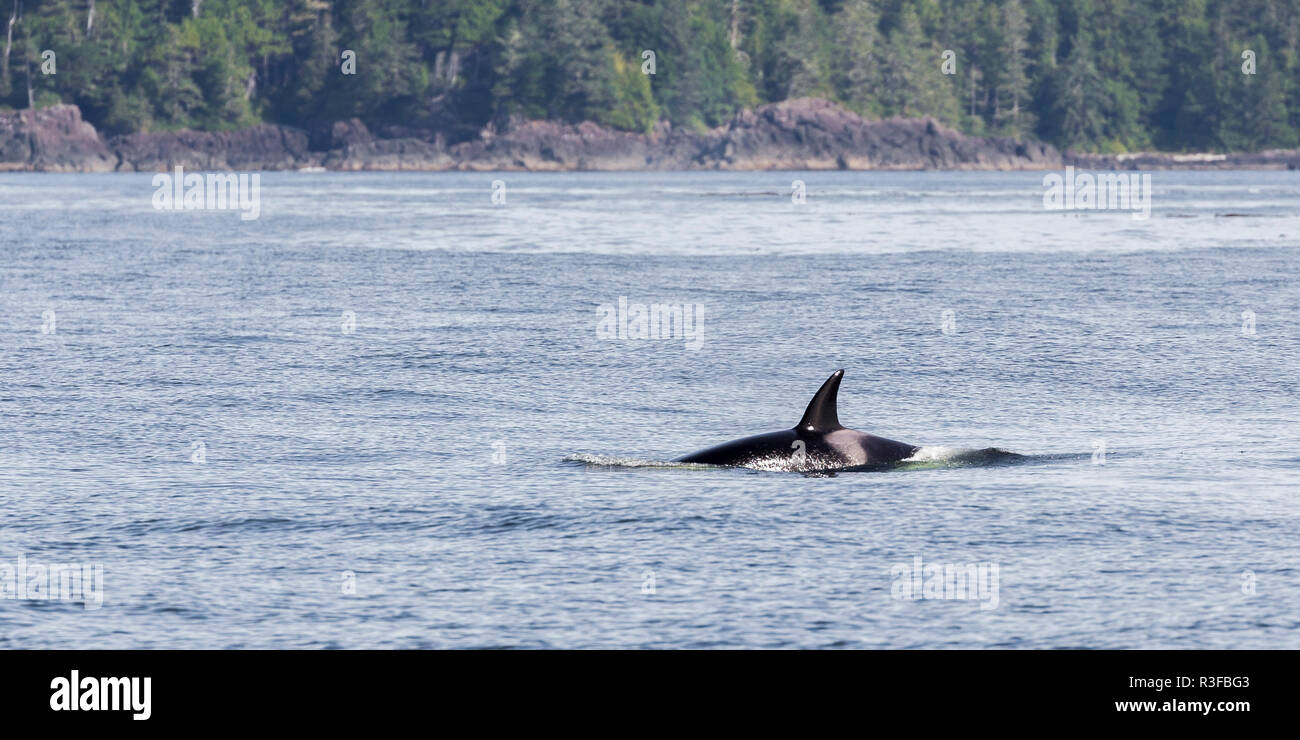 A single Orca hunting with the rest of the pod in the Tofino area ...