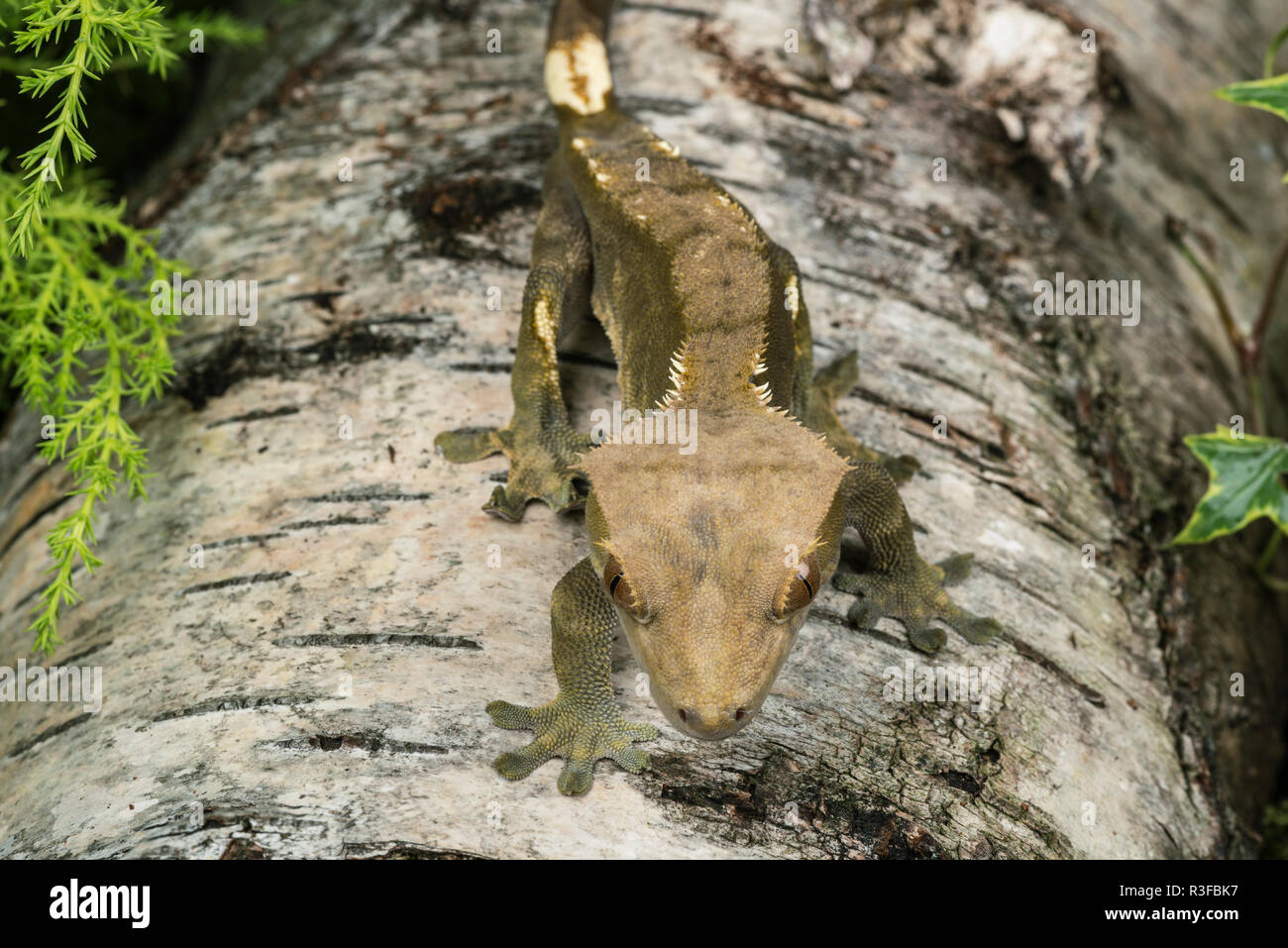 This crested gecko, native to New Caledonia, only has three populations ...