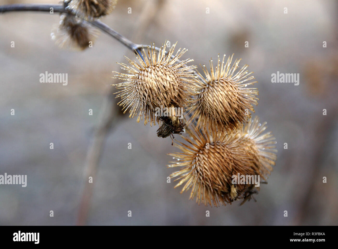 Bur seed hi-res stock photography and images - Alamy