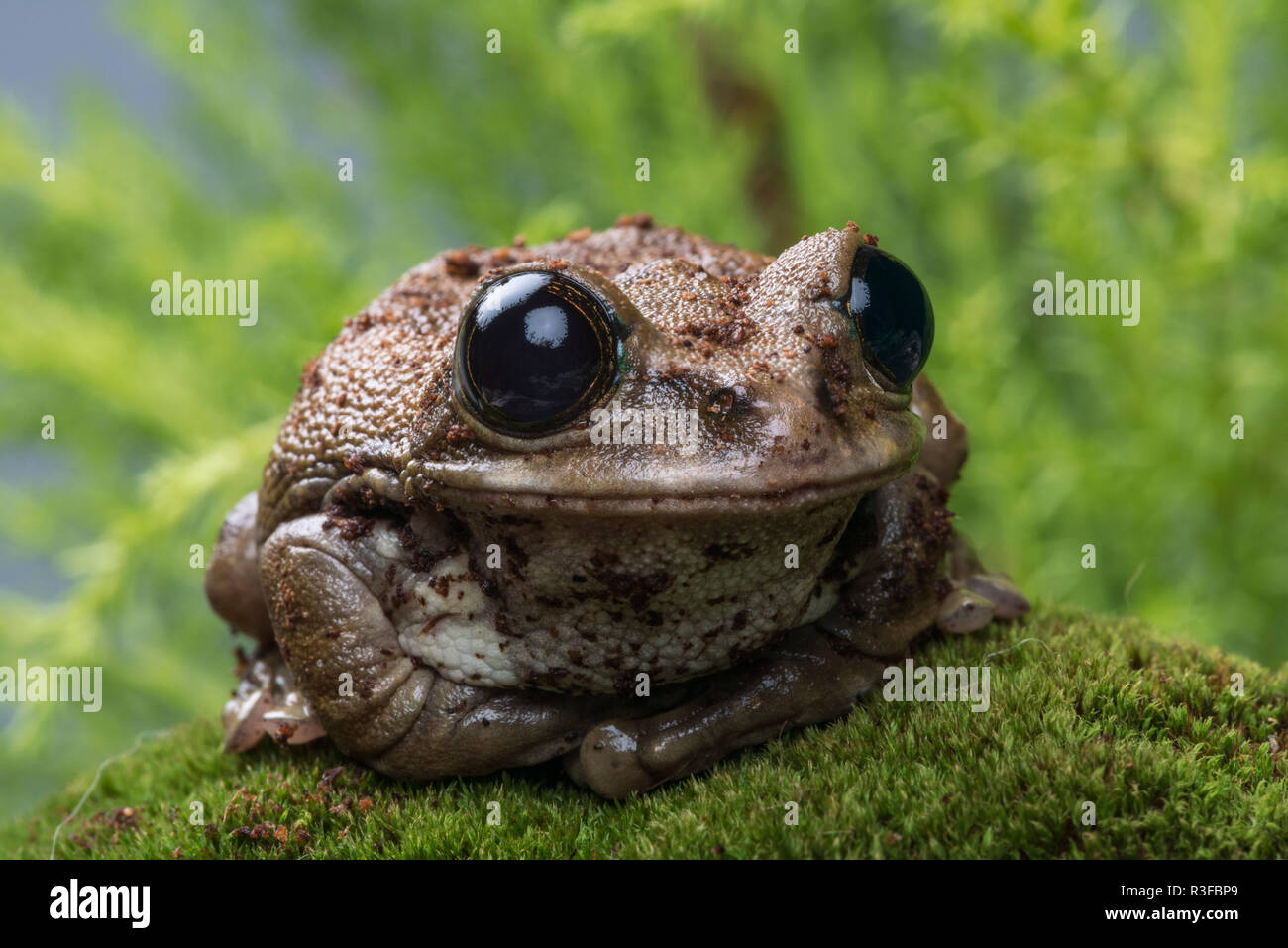 The peacock tree frog is indigenous to the rain forests of Tanzania ...