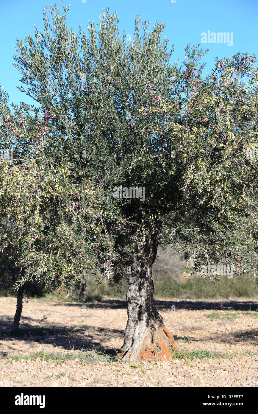 olive tree in spain Stock Photo - Alamy