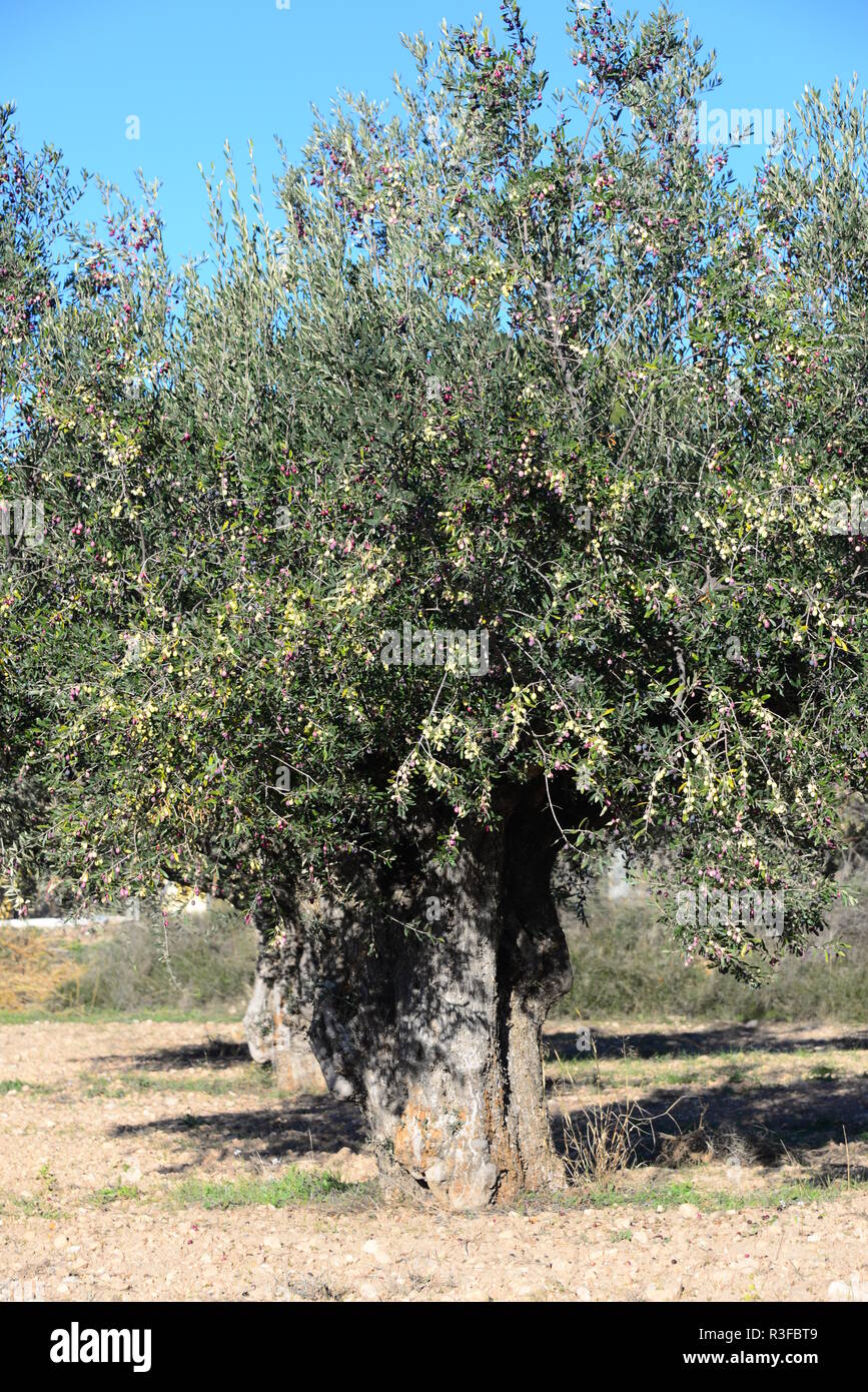 olive tree in spain Stock Photo - Alamy