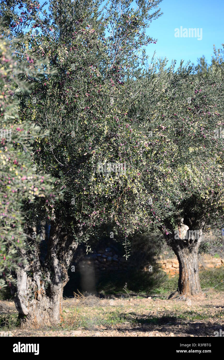 olive tree in spain Stock Photo - Alamy