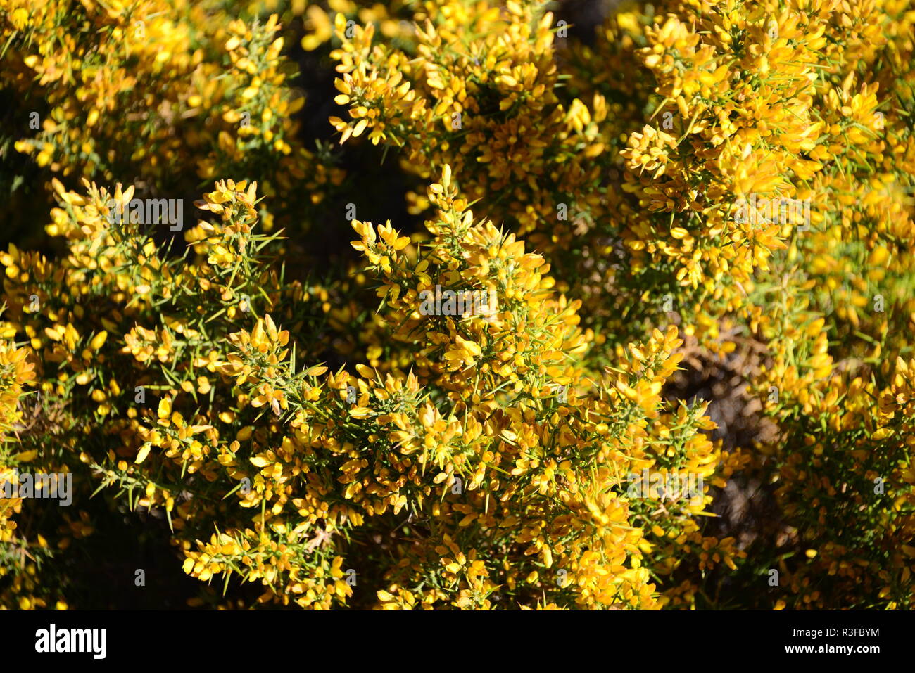 yellow broom flower Stock Photo - Alamy