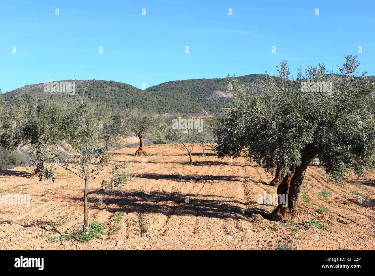 olive tree in spain Stock Photo - Alamy