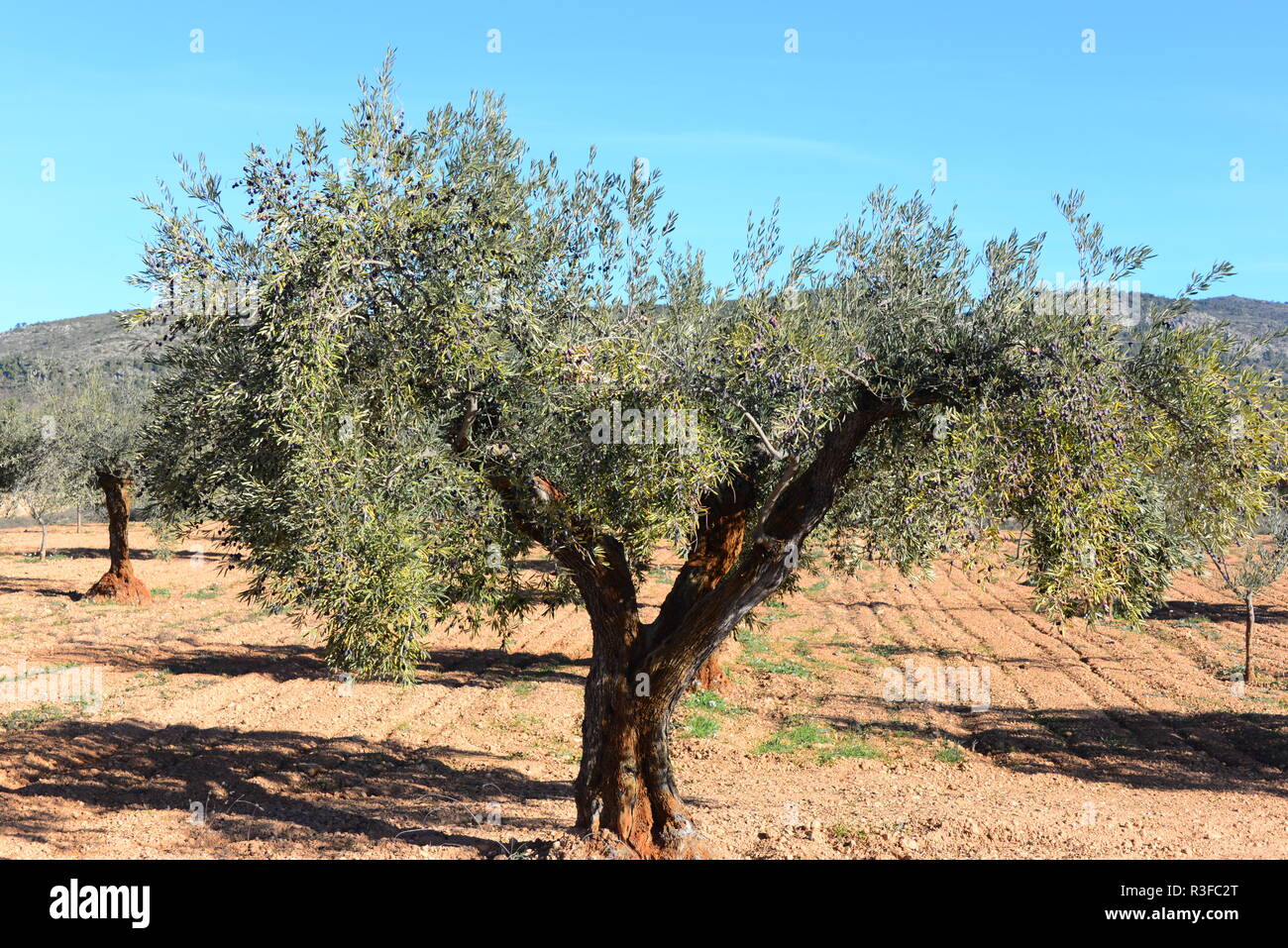 olive tree in spain Stock Photo - Alamy