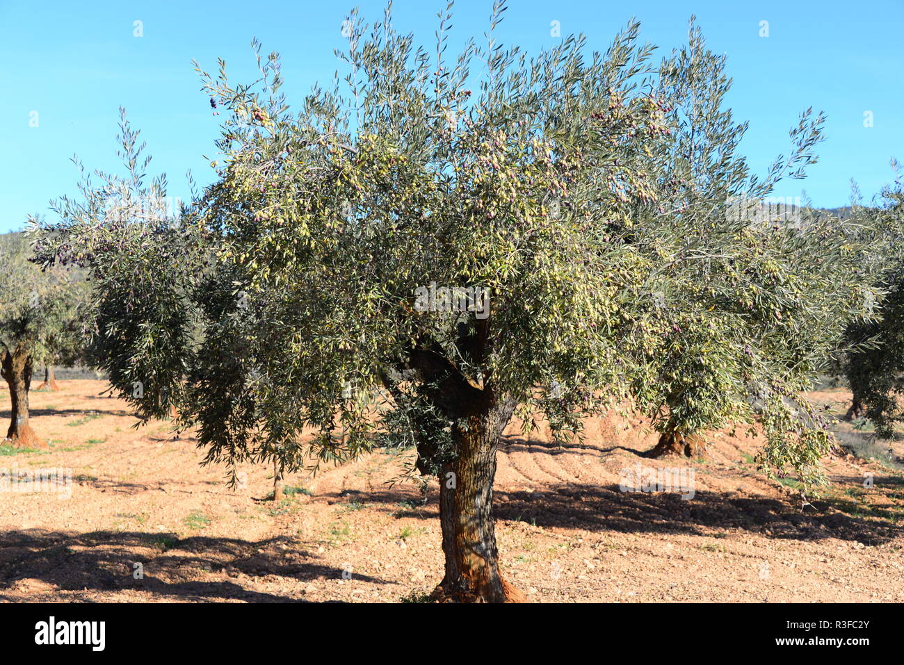 olive tree in spain Stock Photo - Alamy