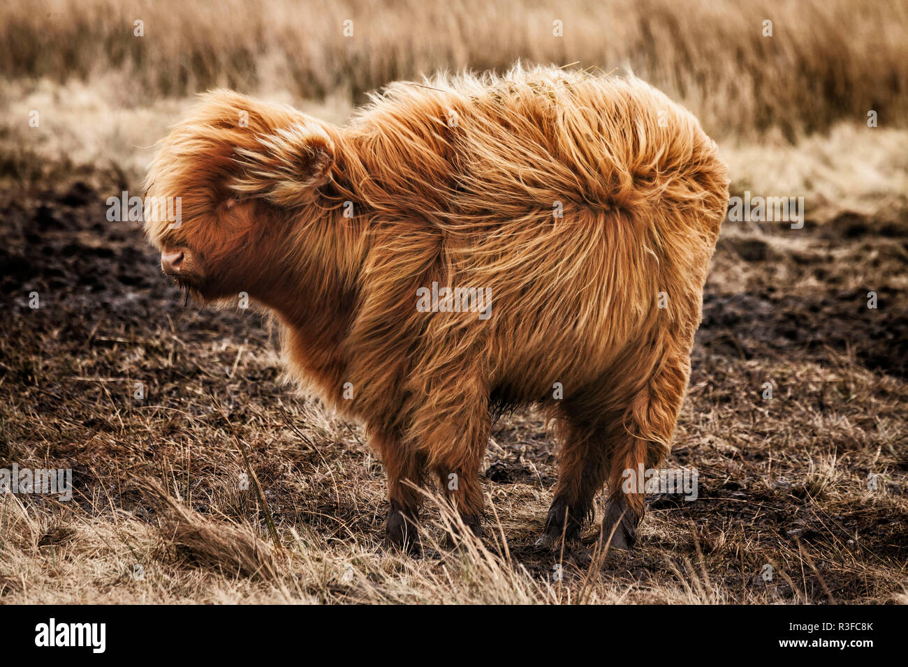 Baby highland cow hi-res stock photography and images - Alamy