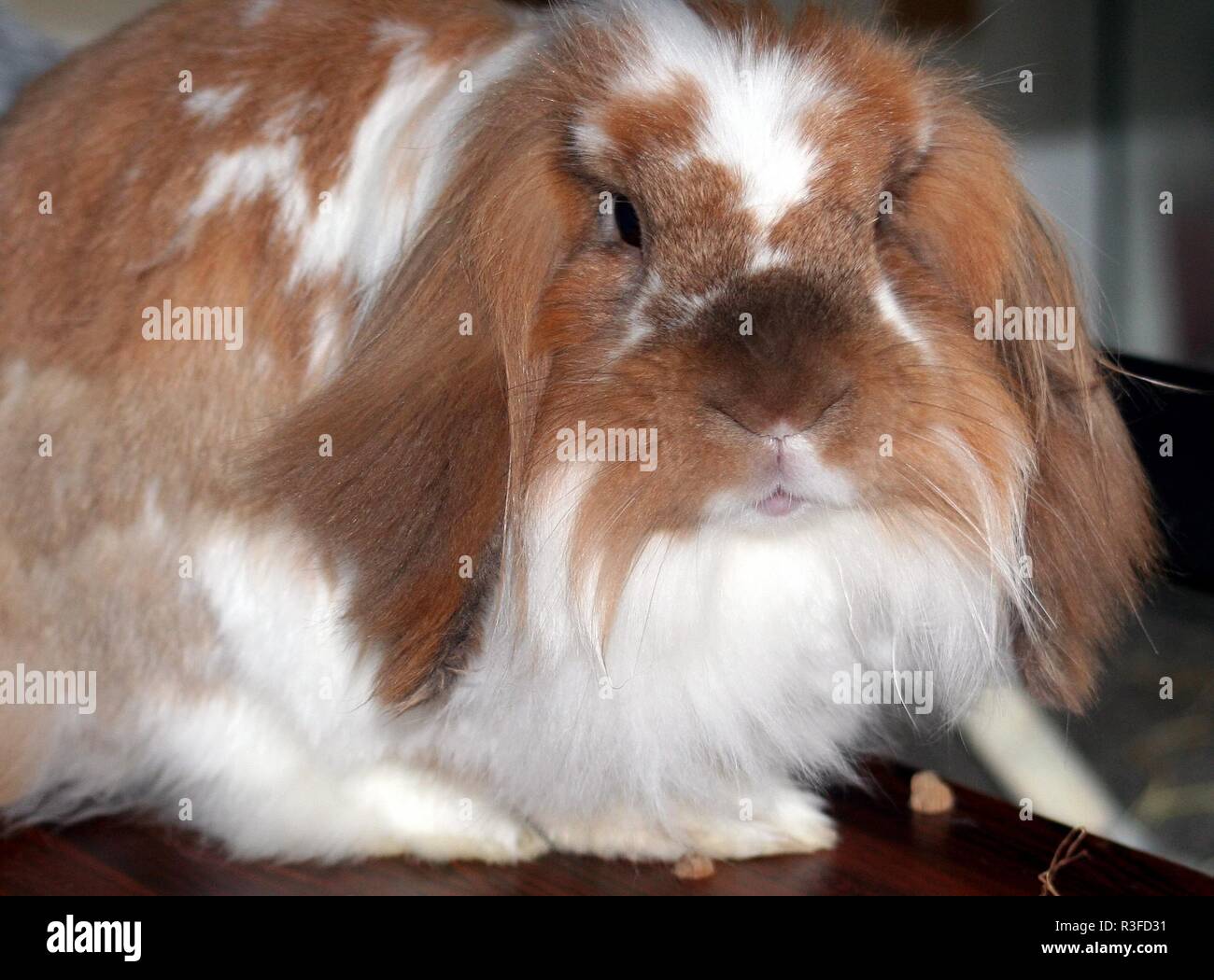Lionhead rabbits hi-res stock photography and images - Alamy