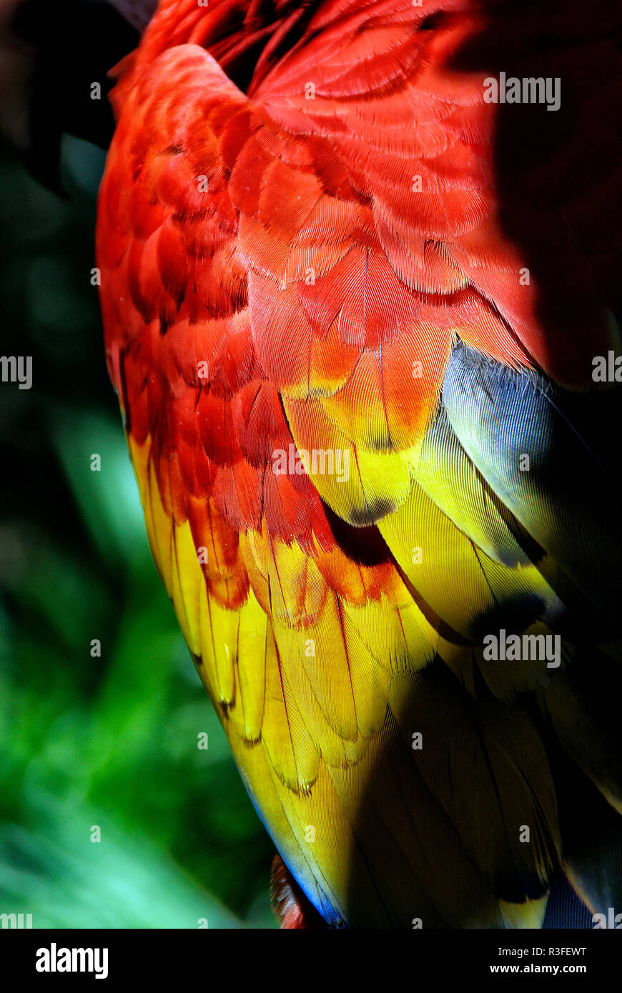 Parrot tropical birds Stock Photo - Alamy