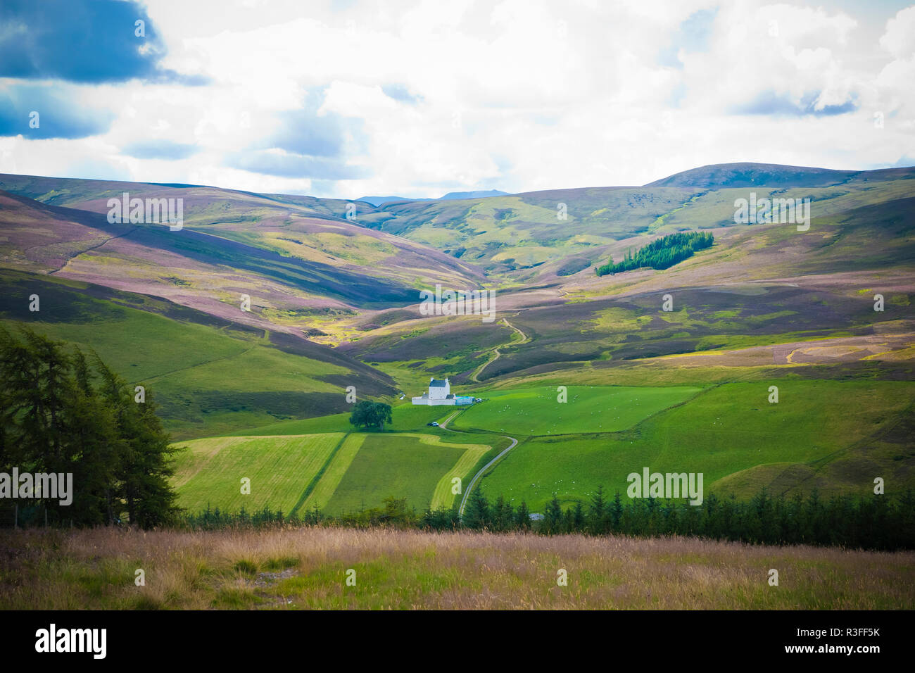 Green grass in the countryside with summer colors, trees Stock Photo ...