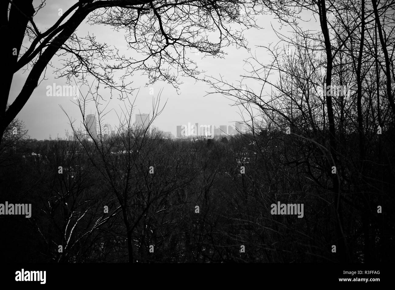 forest landscape with snow among the trees and branches without leaves ...