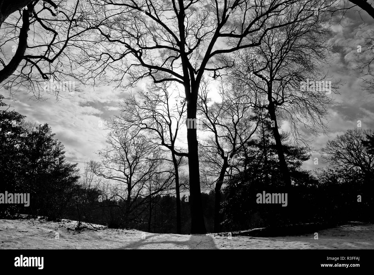 forest landscape with snow among the trees and branches without leaves ...