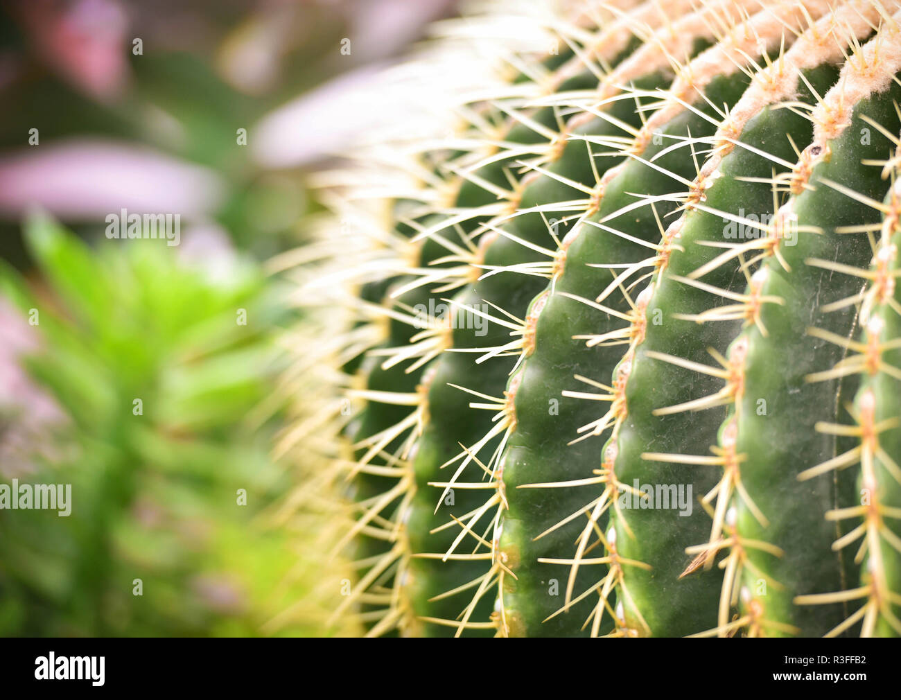 Golden Barrel Cactus flower / close up of green Cactus plant round with ...