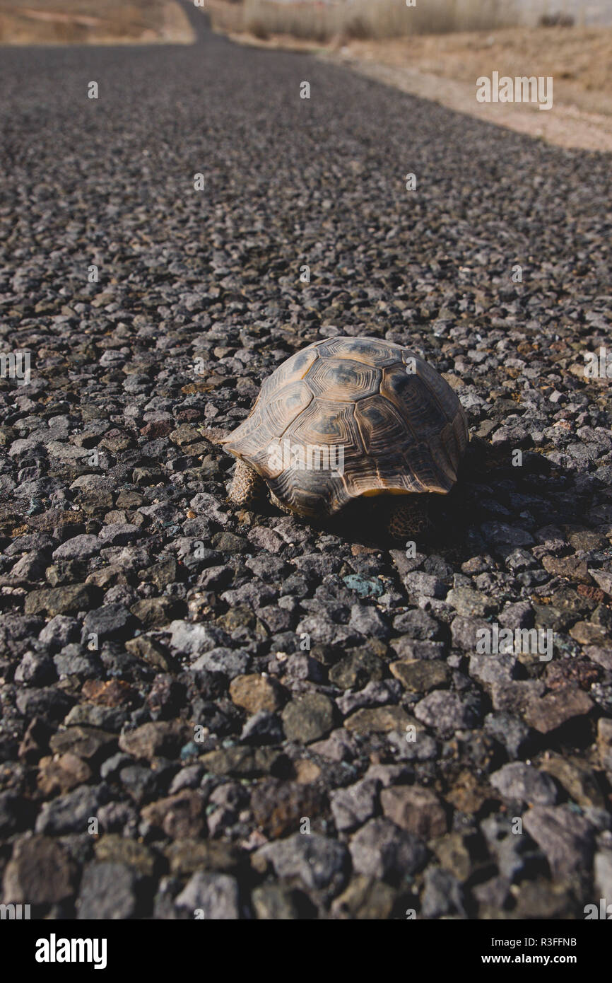 Wild black turtle in freedom Stock Photo - Alamy