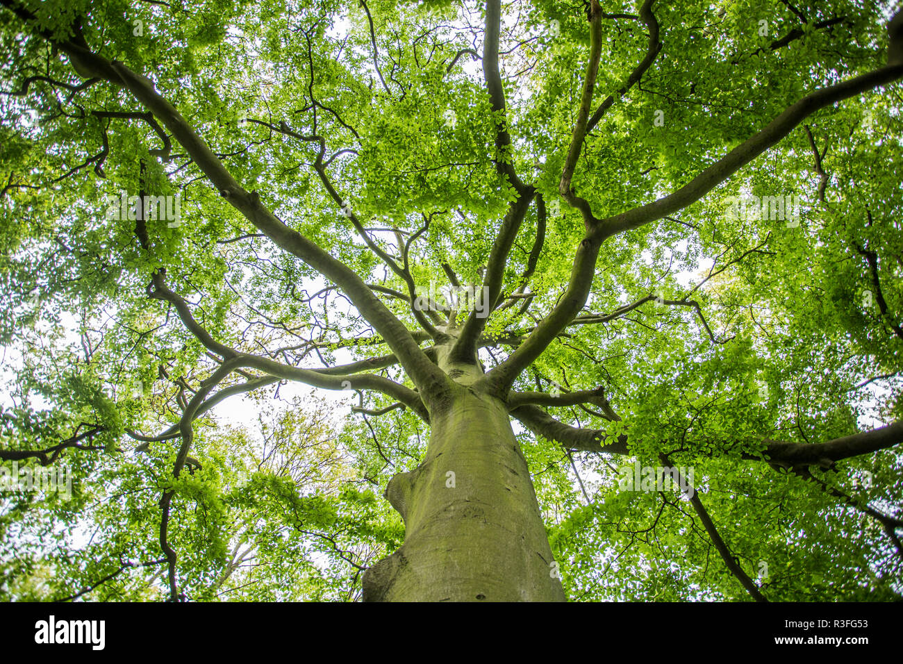 Looking up through the branches of a beautiful tree Stock Photo - Alamy