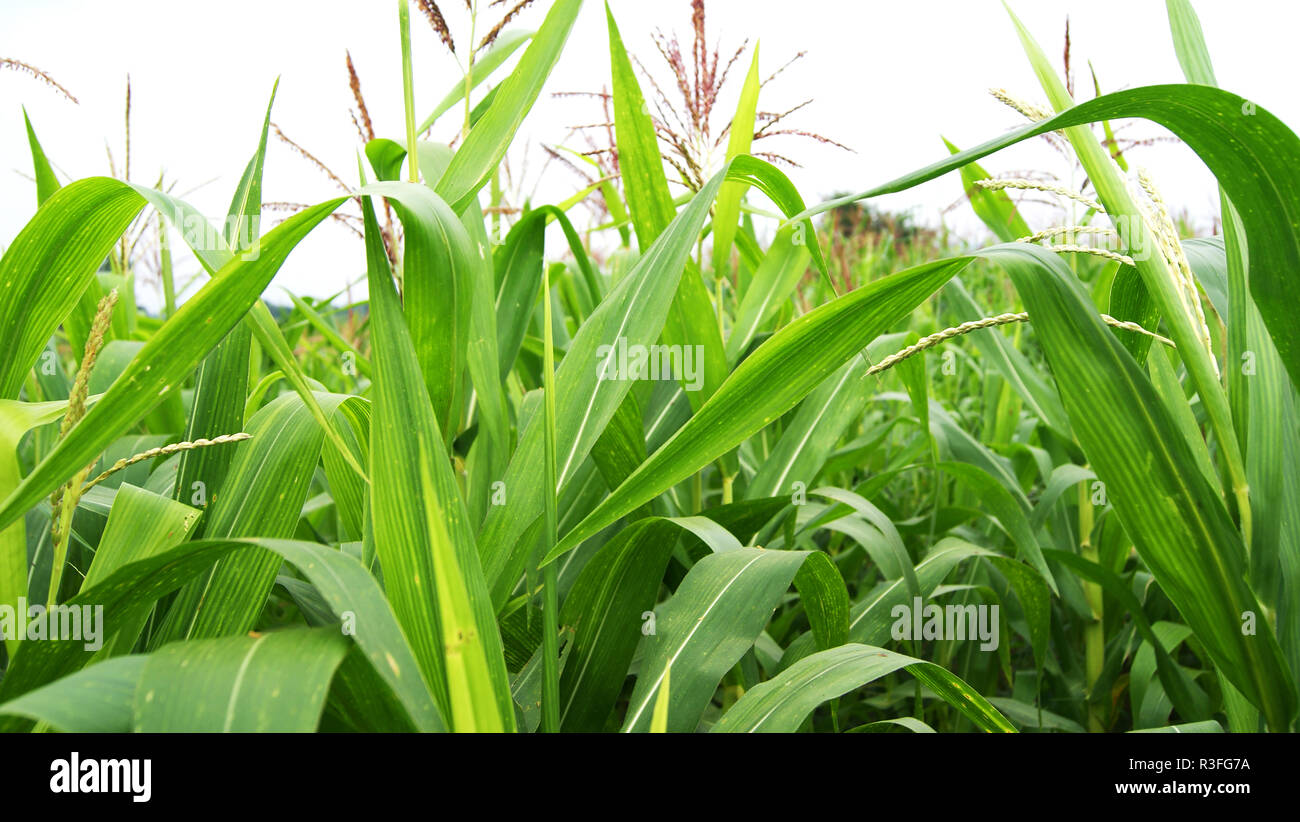 green corn field / close up of tree corn in green farm of fresh plants ...