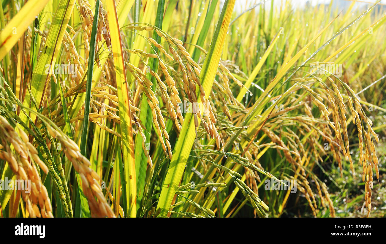 Ripe rice in a paddy field thai rice field Stock Photo - Alamy