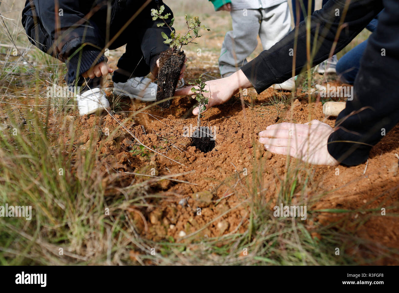 Muddy hands tree planting hi-res stock photography and images - Alamy
