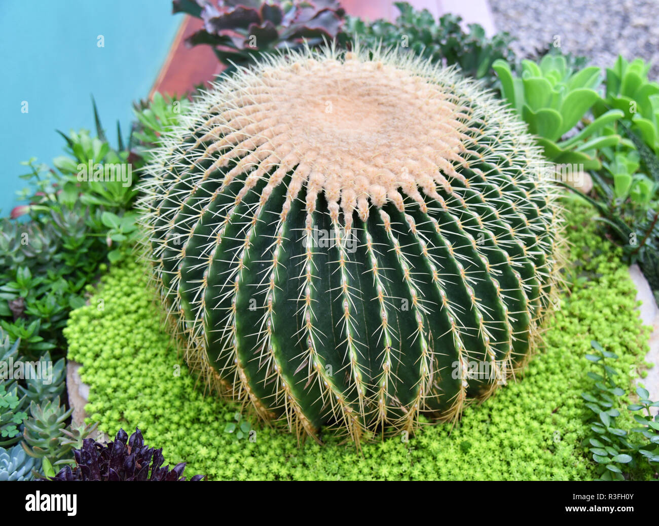 garden cactus / Golden Barrel Cactus flower close up of green Cactus ...