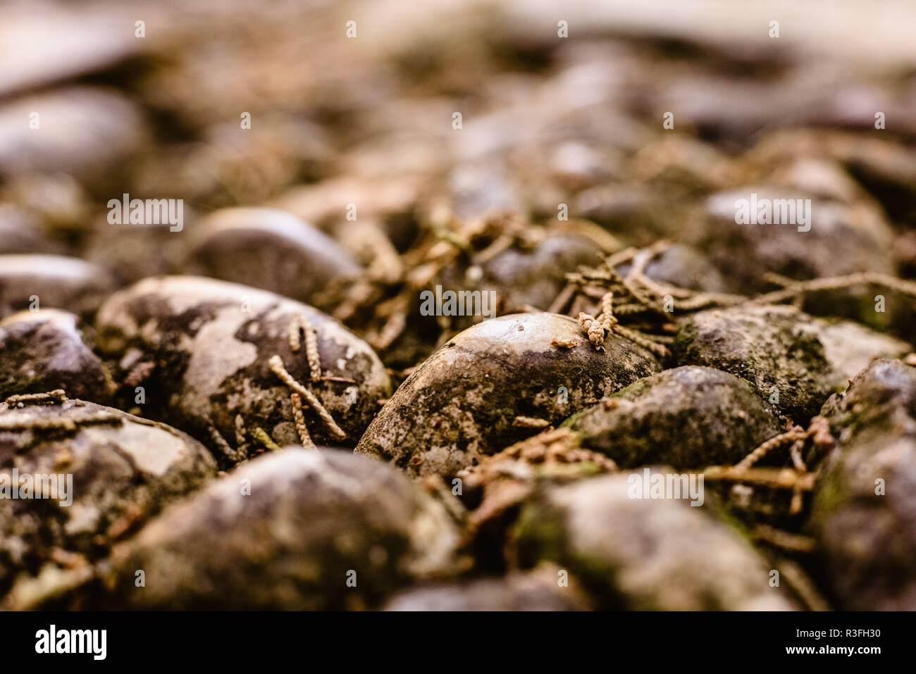 Gravel stones pebbles as ground cover hi-res stock photography and ...