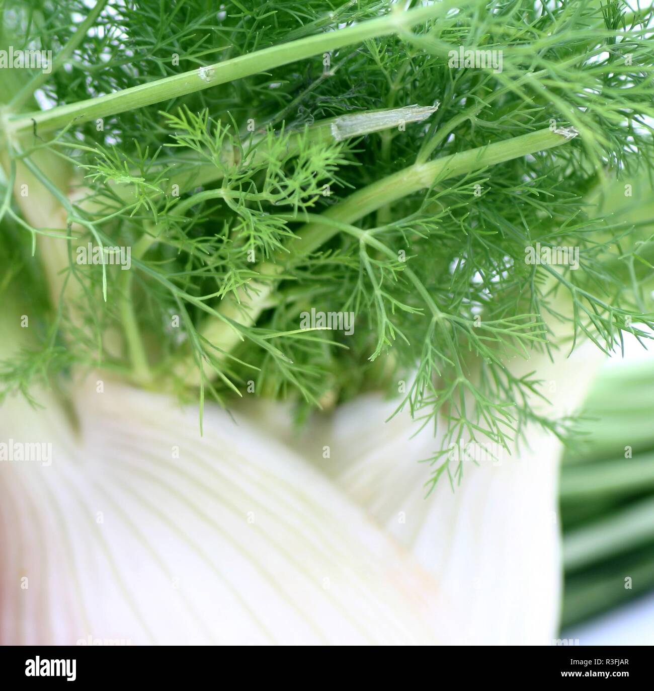 fennel and peppers Stock Photo - Alamy