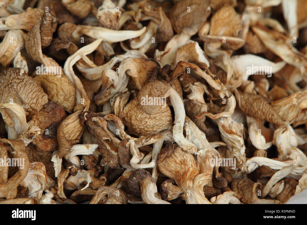 Essbare waldpilze hi-res stock photography and images - Alamy