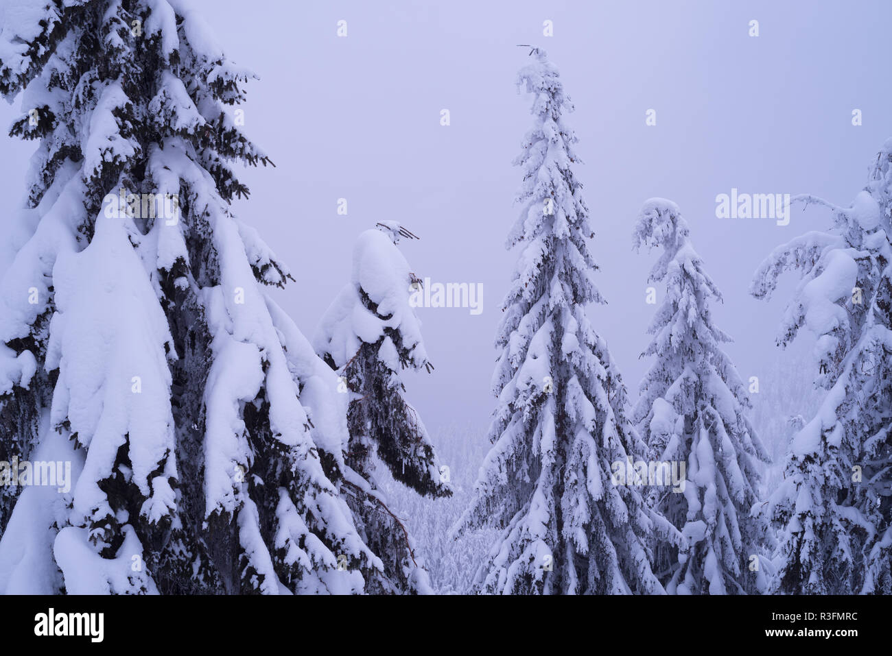 Spruce trees in the snow. Winter scenery with mist in the mountain ...