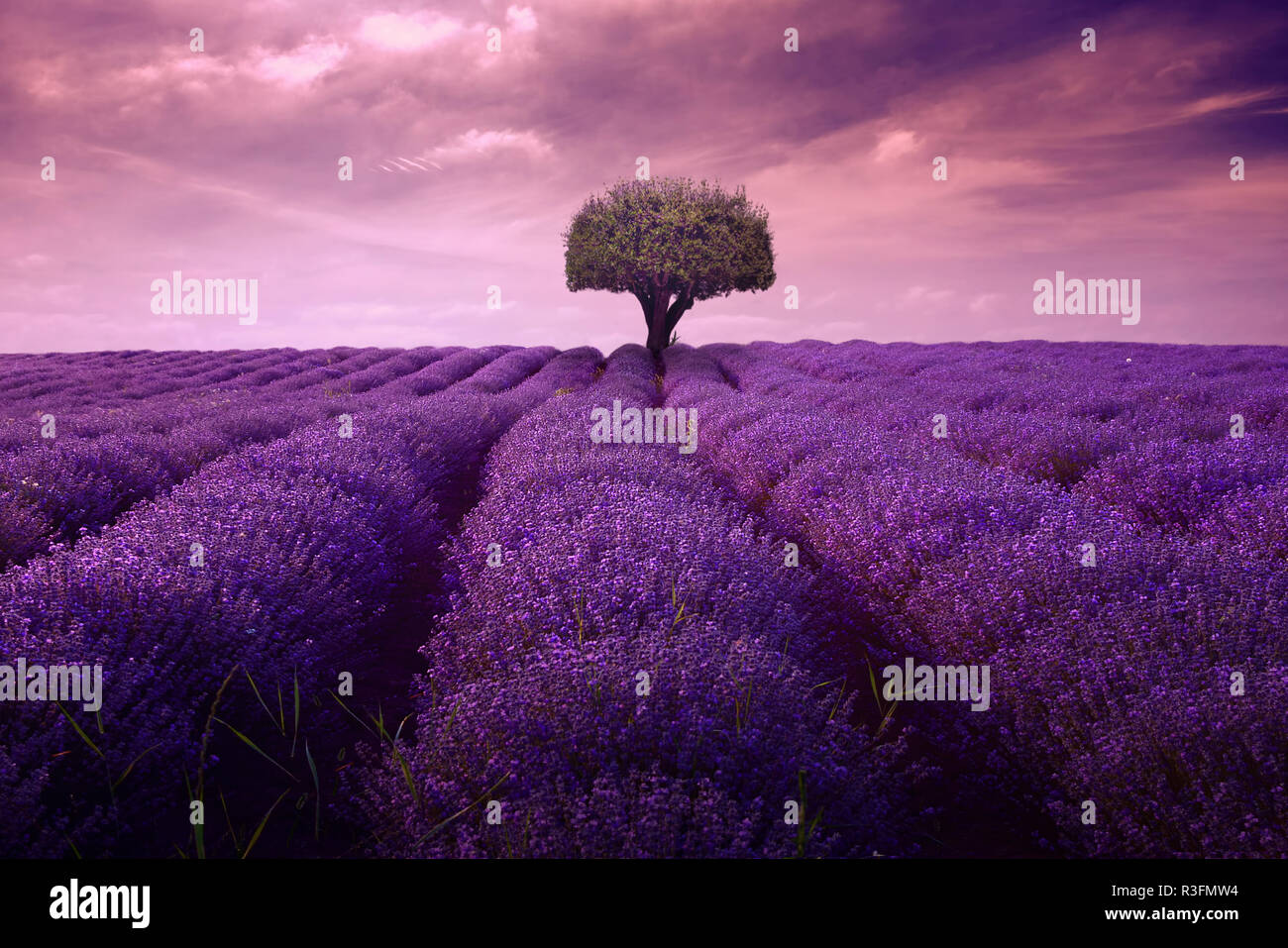 lavender field in west macedonia greece Stock Photo - Alamy