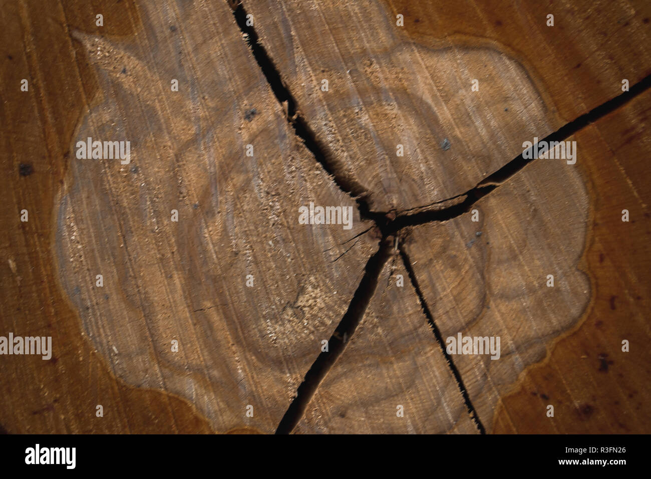 The beautiful shapes inside a log Stock Photo - Alamy