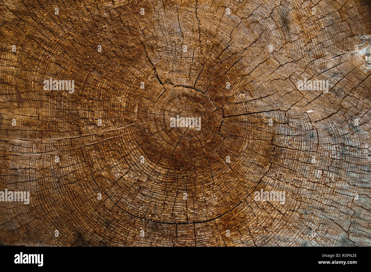 The beautiful shapes inside a log Stock Photo - Alamy