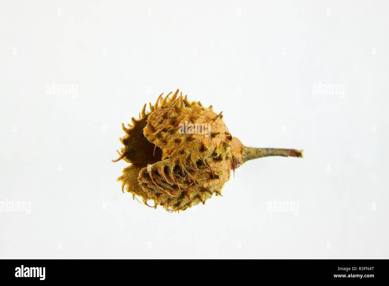 Beech nut shell hi-res stock photography and images - Alamy