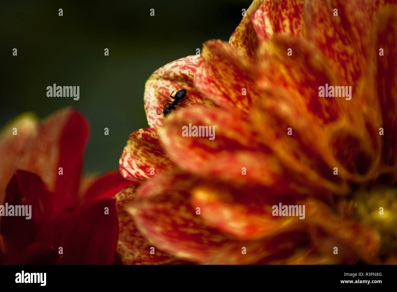 An ant walking on a petal of a red and yellow flower in Glava, Sweden ...