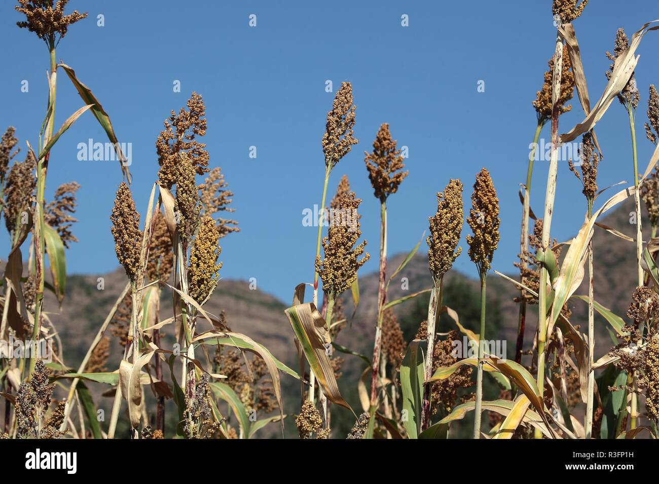 millet field in ethiopia Stock Photo - Alamy