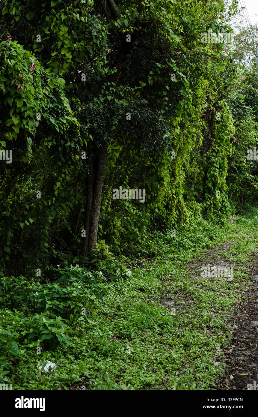 beautiful natural landscape of green trees with green leaves around ...
