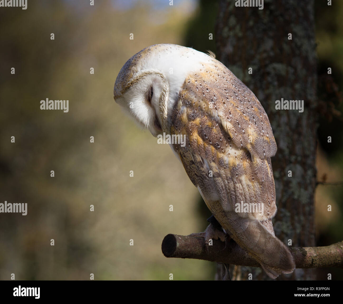 Night nighttime hunter eyes hi-res stock photography and images - Alamy