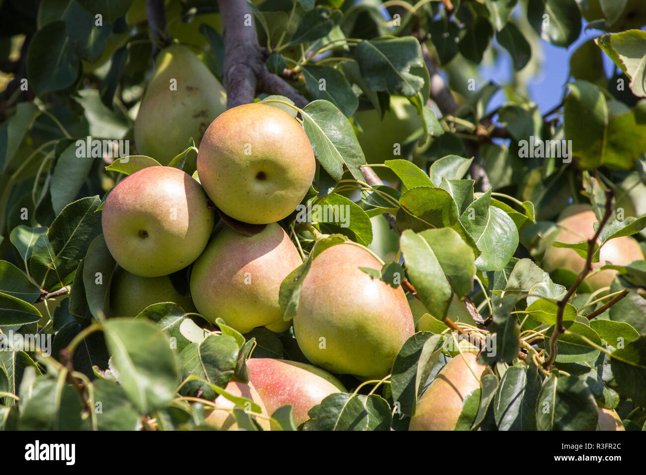 Doc leaf hi-res stock photography and images - Alamy