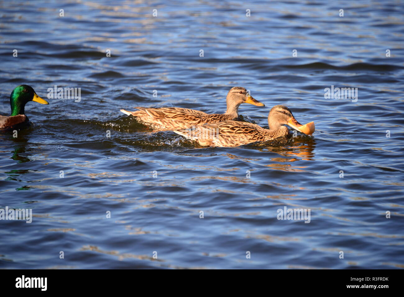 duck birds - spain Stock Photo - Alamy