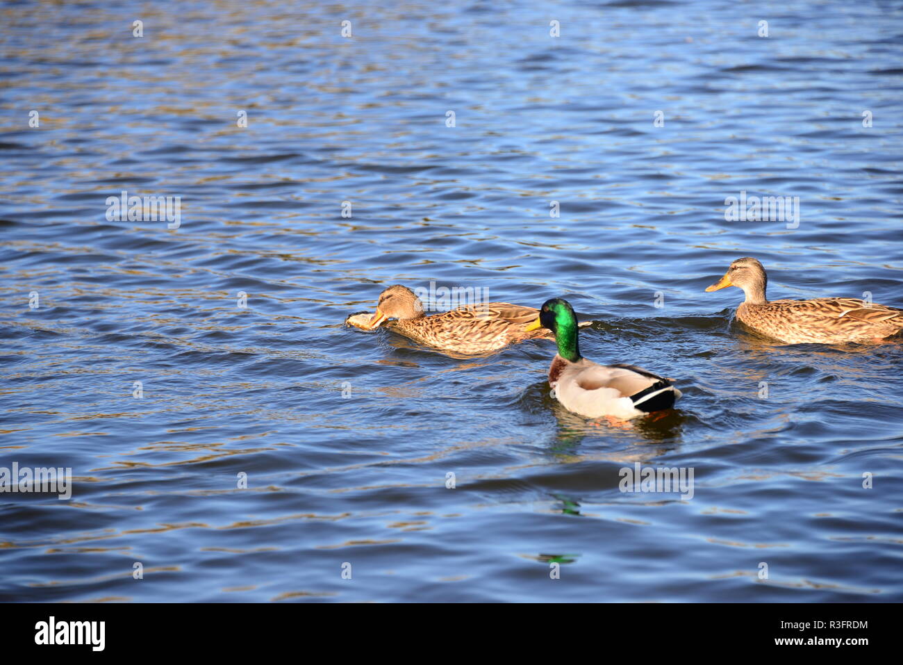 duck birds - spain Stock Photo - Alamy
