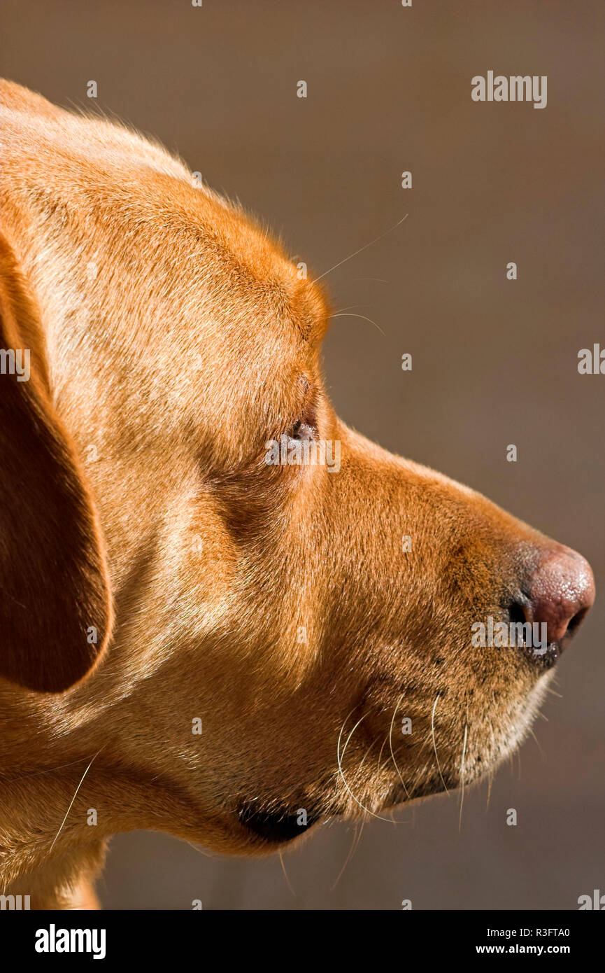 Fat labrador hi-res stock photography and images - Alamy